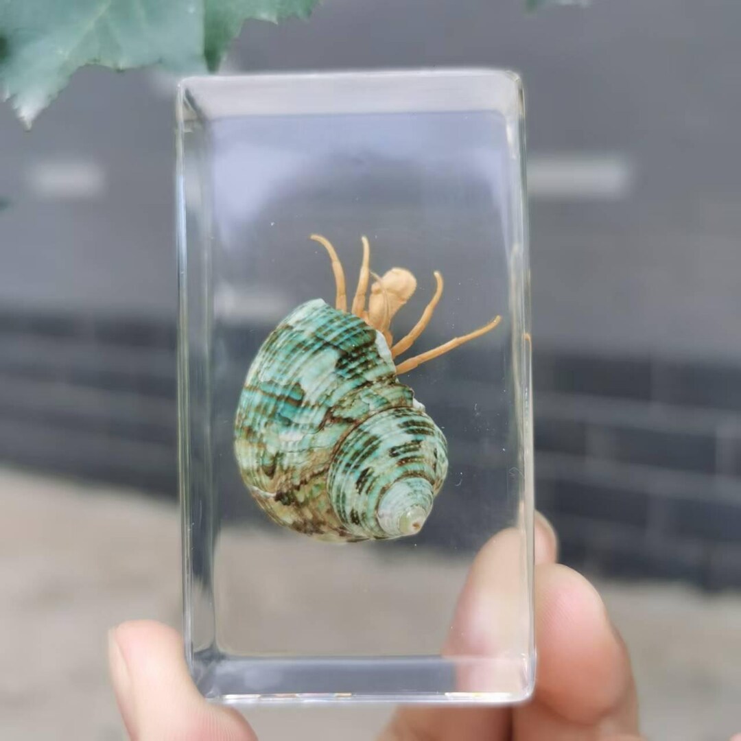 Natural Hermit Crab Taxidermy, Seashell Hermit Crab in Shell, Wired ...