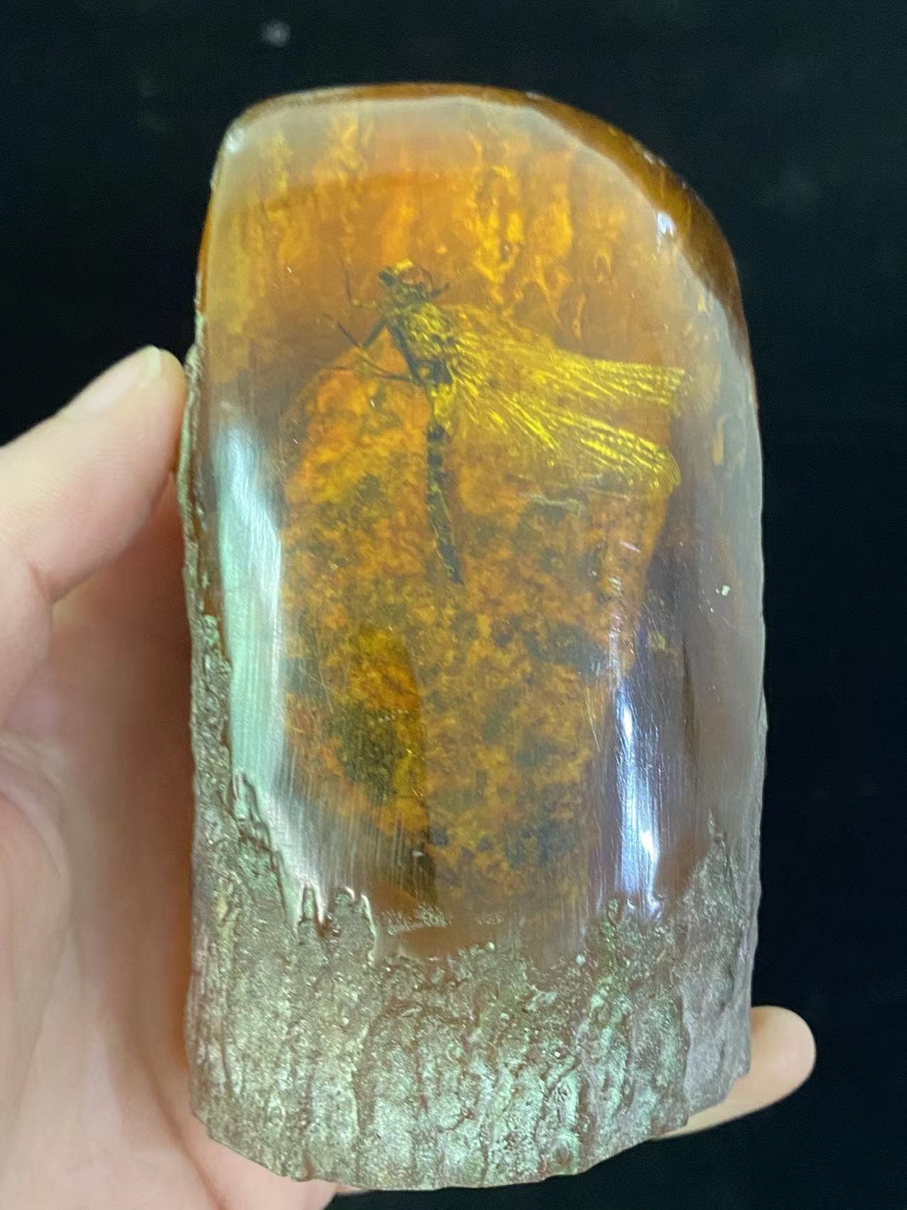 Real Natural Dragonfly Taxidermy in Resin Block Life Cycle - Etsy