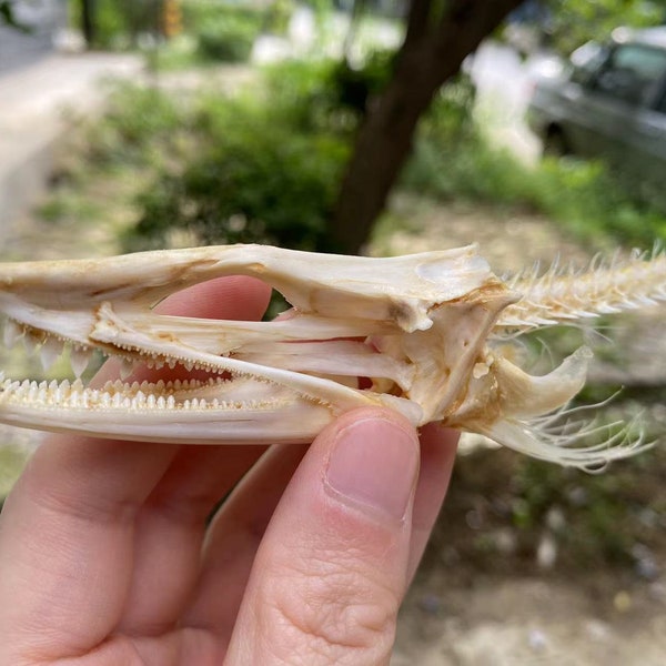Fish Skull - Etsy