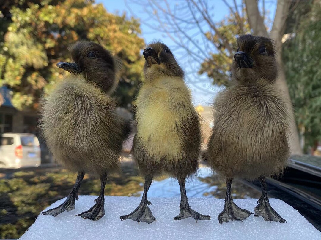 1 Piece Taxidermy Duck Baby Duckling Black Duckling,real Baby Duck ...