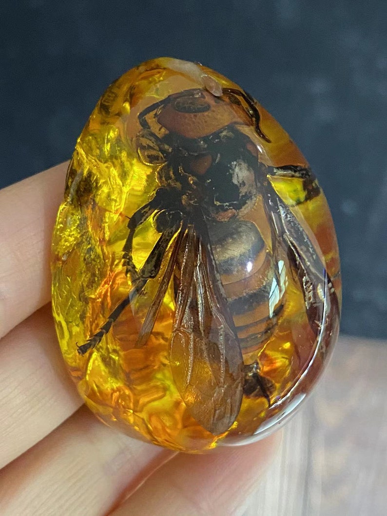 Real Taxidermy Bumblebee in Lucite Resin Block Paperweight Wired Gift ...