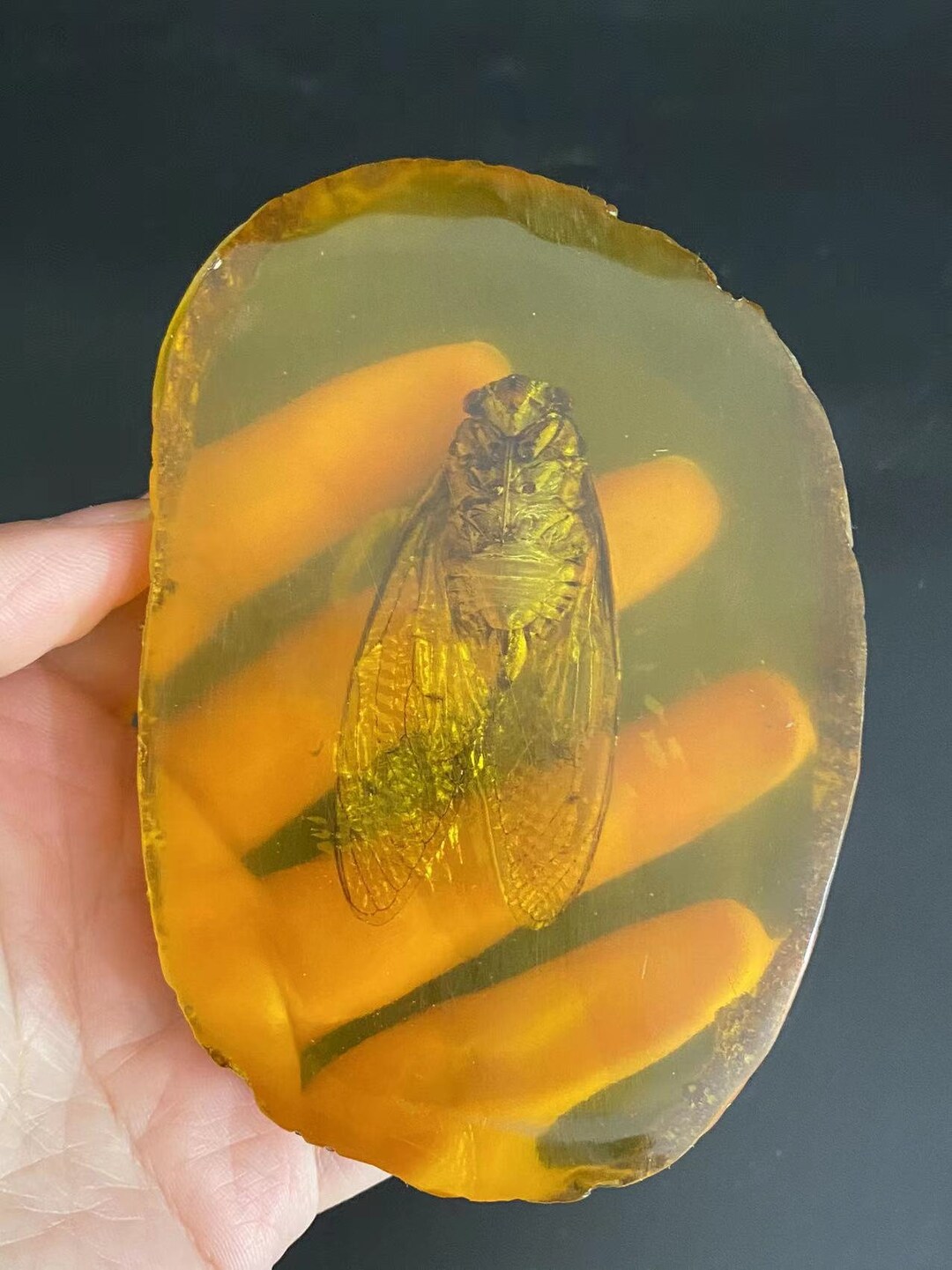 Real Natural Cicada Taxidermy in Resin Block Life Cycle Silkworm ...