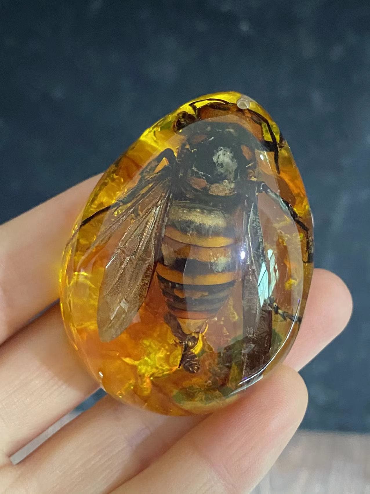 Real Taxidermy Bumblebee in Lucite Resin Block Paperweight Wired Gift ...