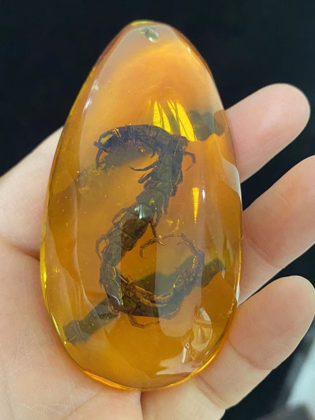 Wired Gift, Real Natural Centipede Taxidermy in Resin Block for ...