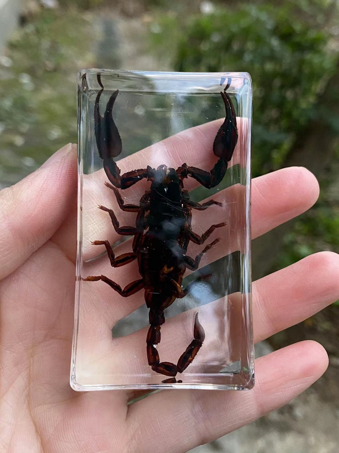 Real Taxidermy Scorpion in Lucite Resin Block Paperweight Wired Gift ...