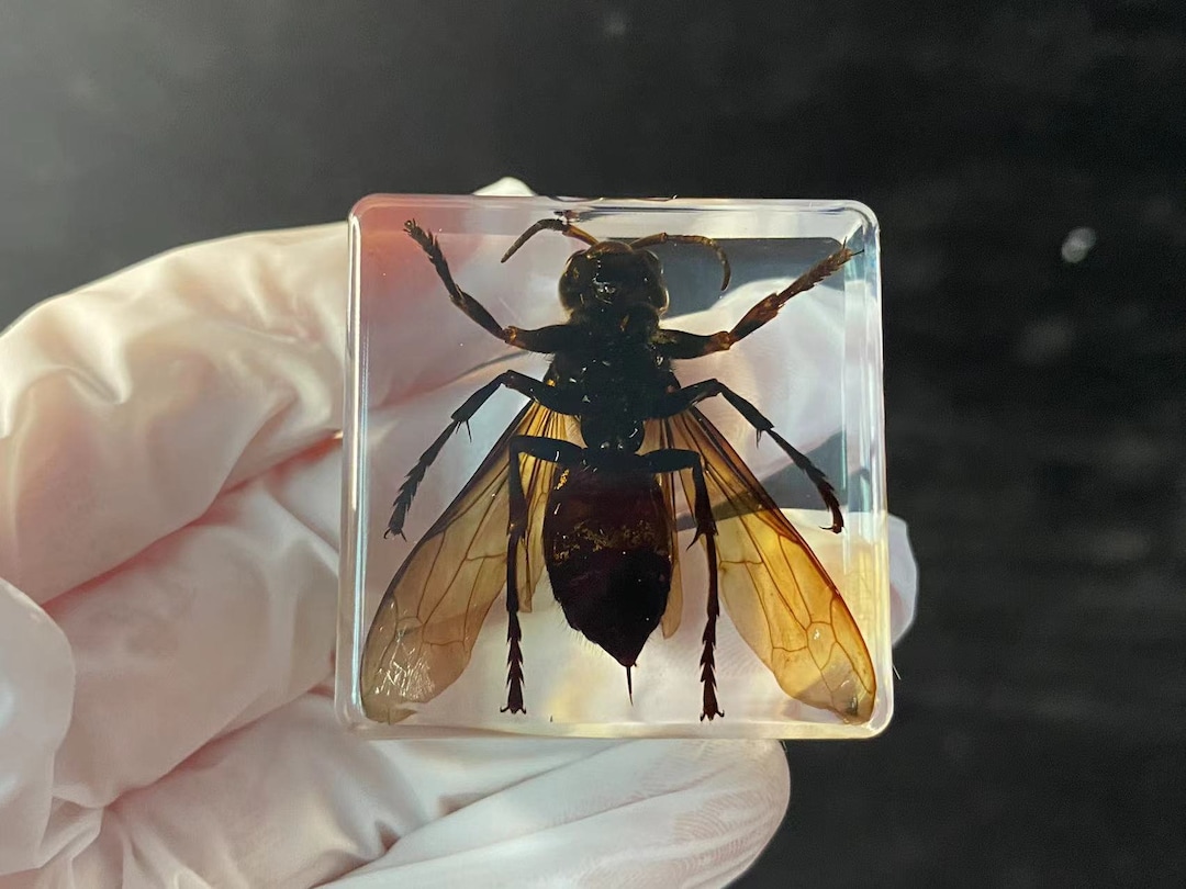 Vintage Real Taxidermy Wasp in Lucite Resin Block Paperweight Wired ...