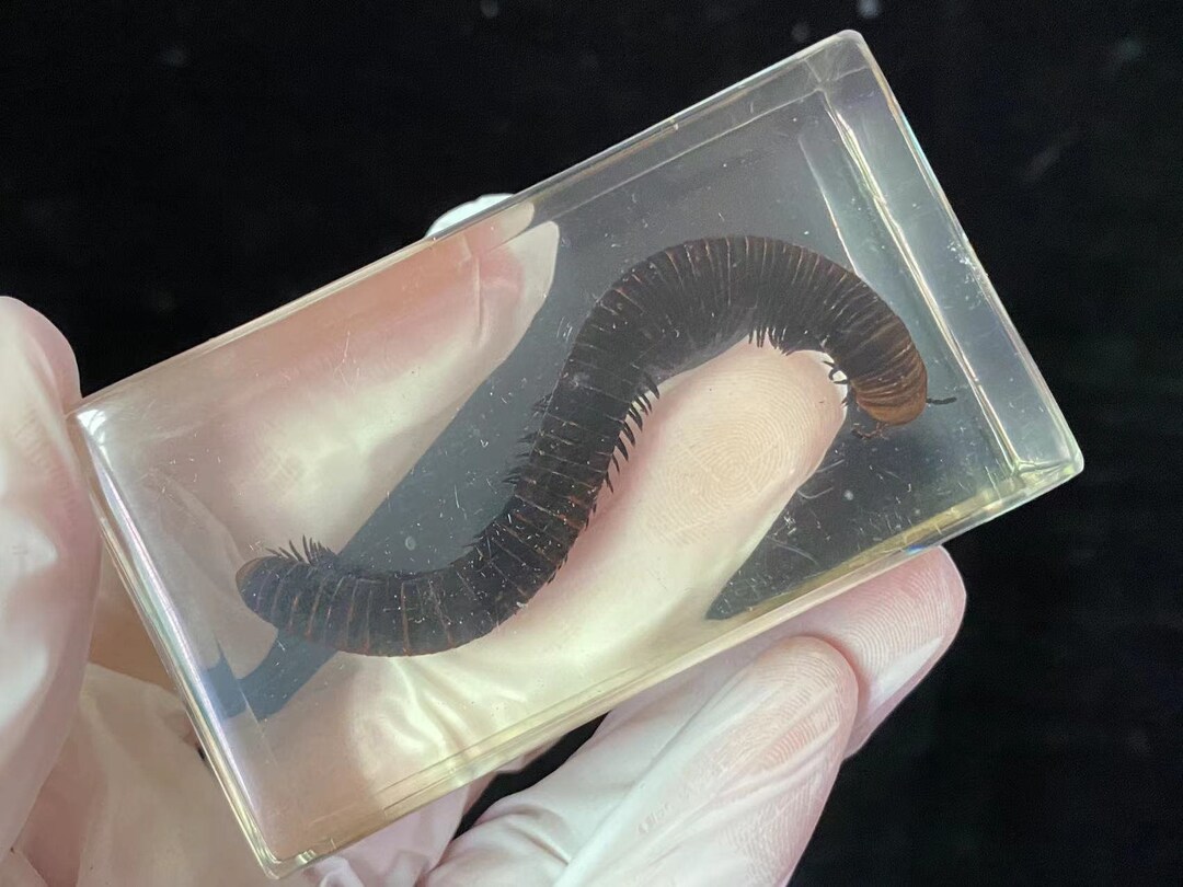 Real Natural Resin Encased Centipede Millipede Insect Taxidermy in ...