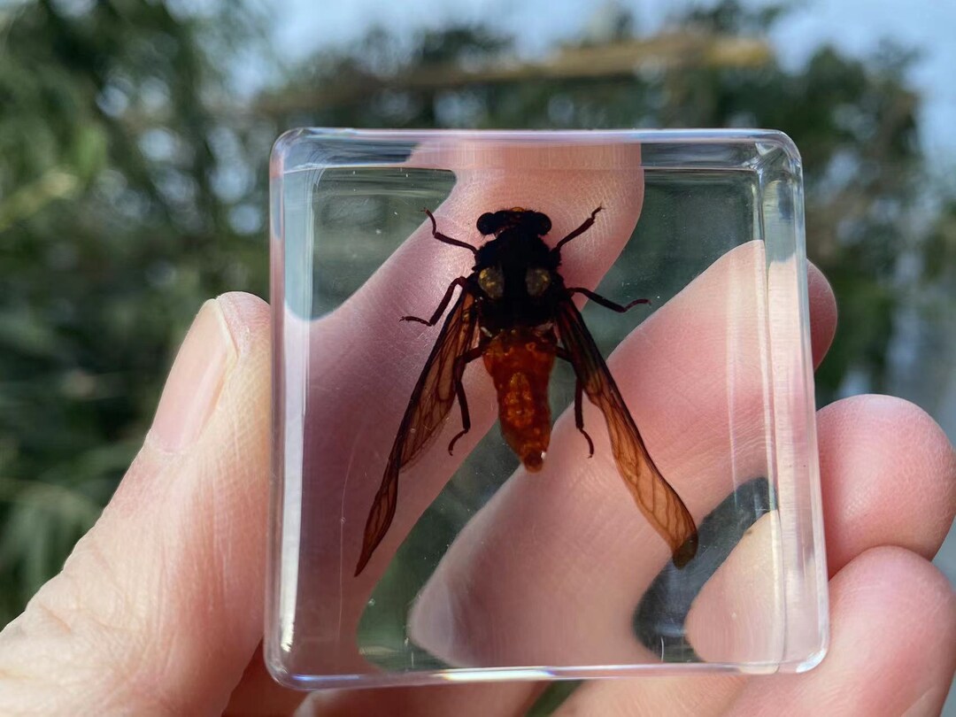 Vintage Real Taxidermy Red Cicada in Lucite Resin Block Paperweight ...