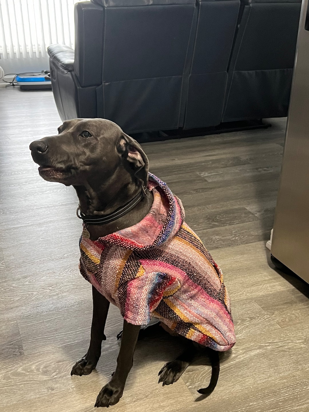 Baja Dog Poncho-baja Dog Poncho SIZE 10-mexican Dog Hoodie-mexican ...