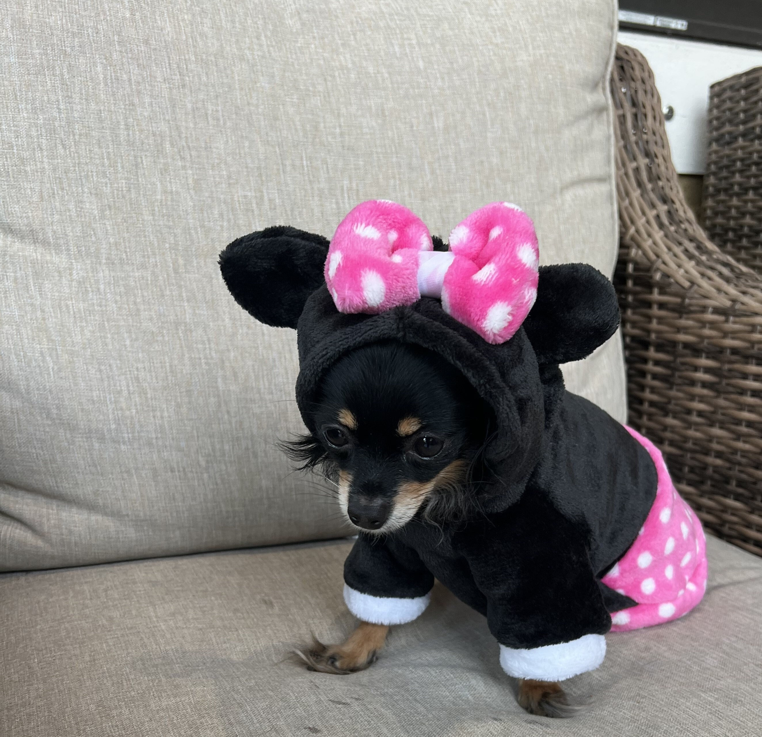 Minnie Mouse Dog Sweater Winter Sweater Dog Minie Sweater - Etsy