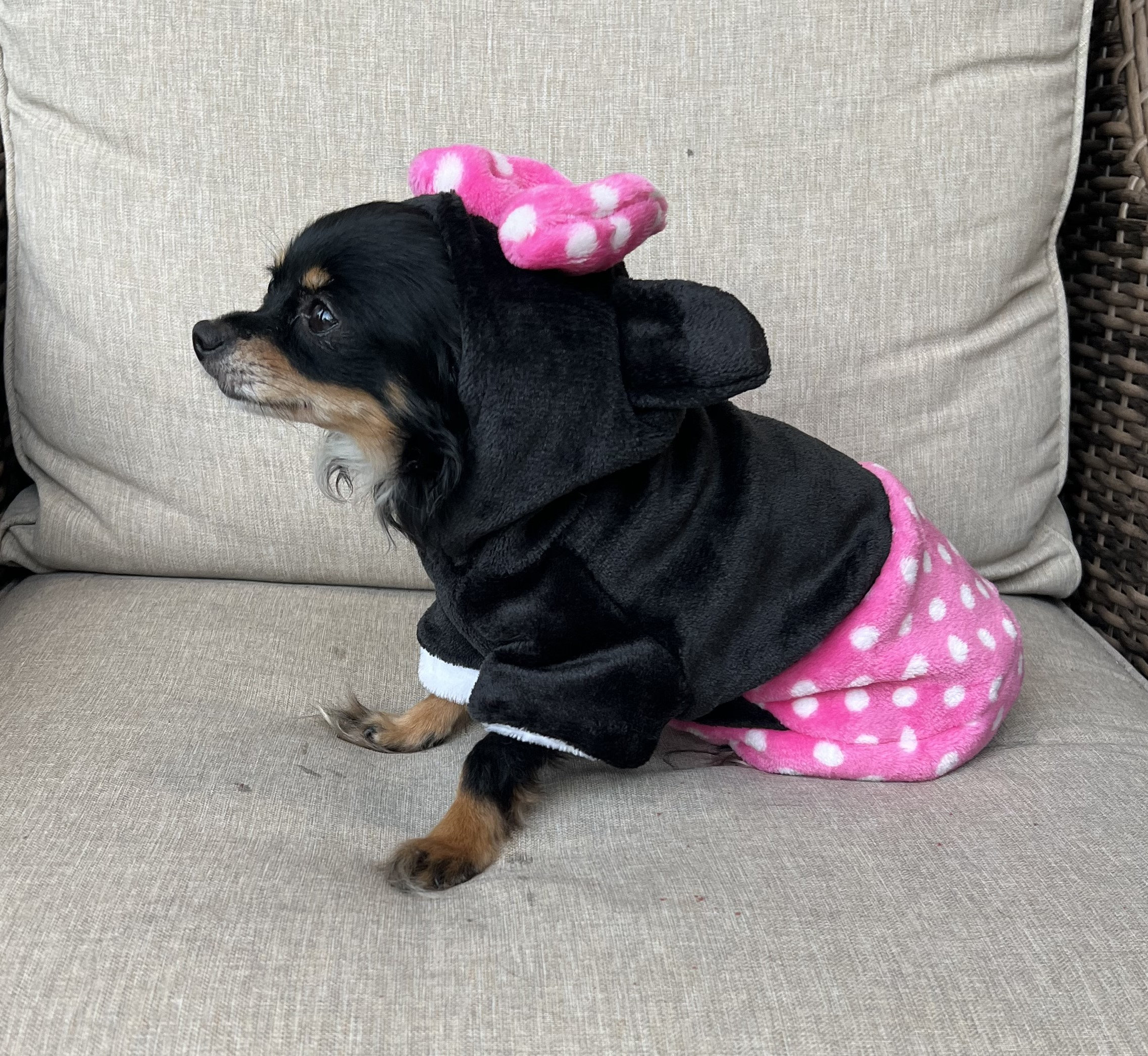 Minnie Mouse Dog Sweater Winter Sweater Dog Minie Sweater - Etsy