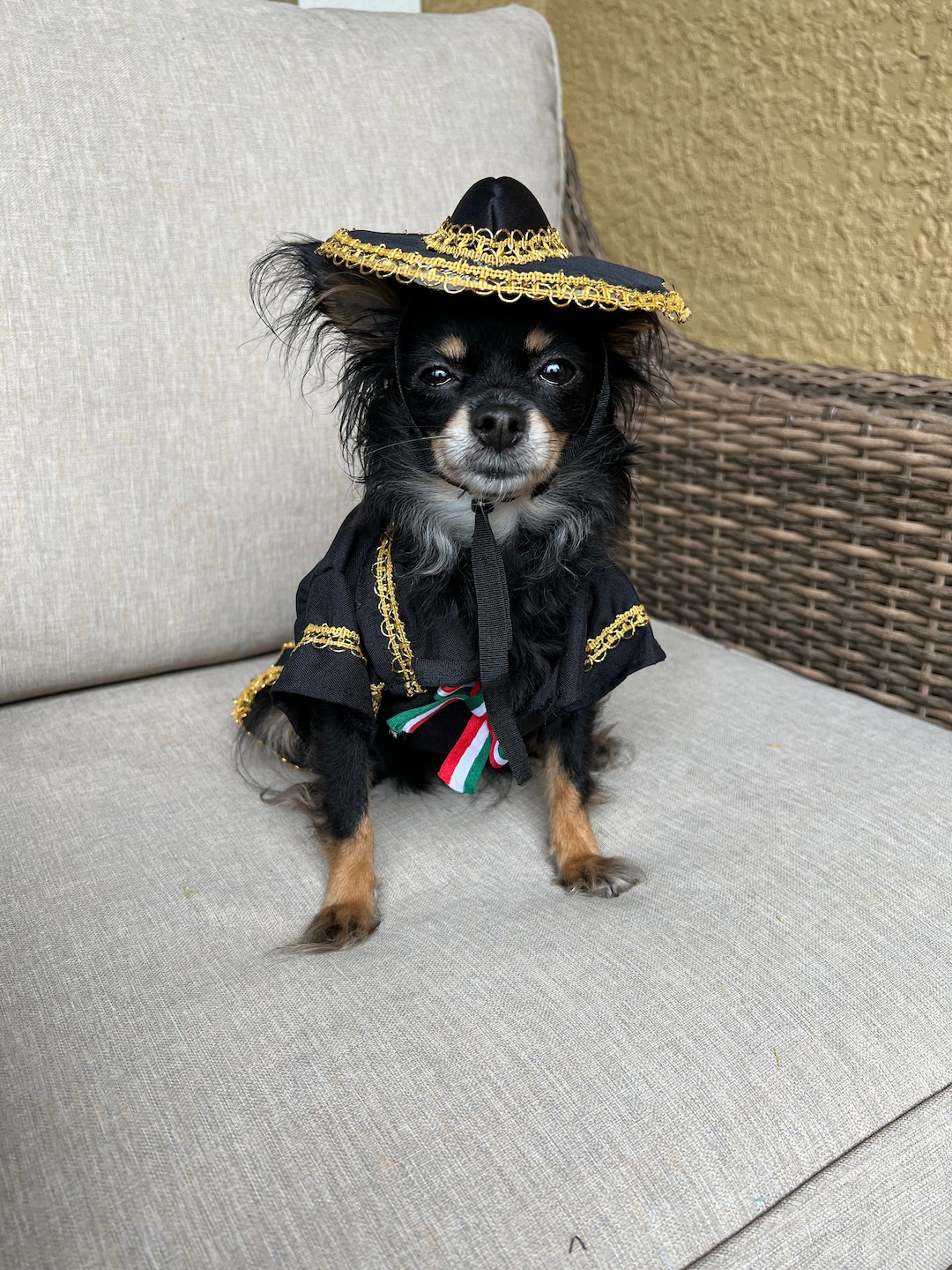 Handmade Mariachi Dog Costume With Sombrero: Cinco De Mayo Outfit - Etsy