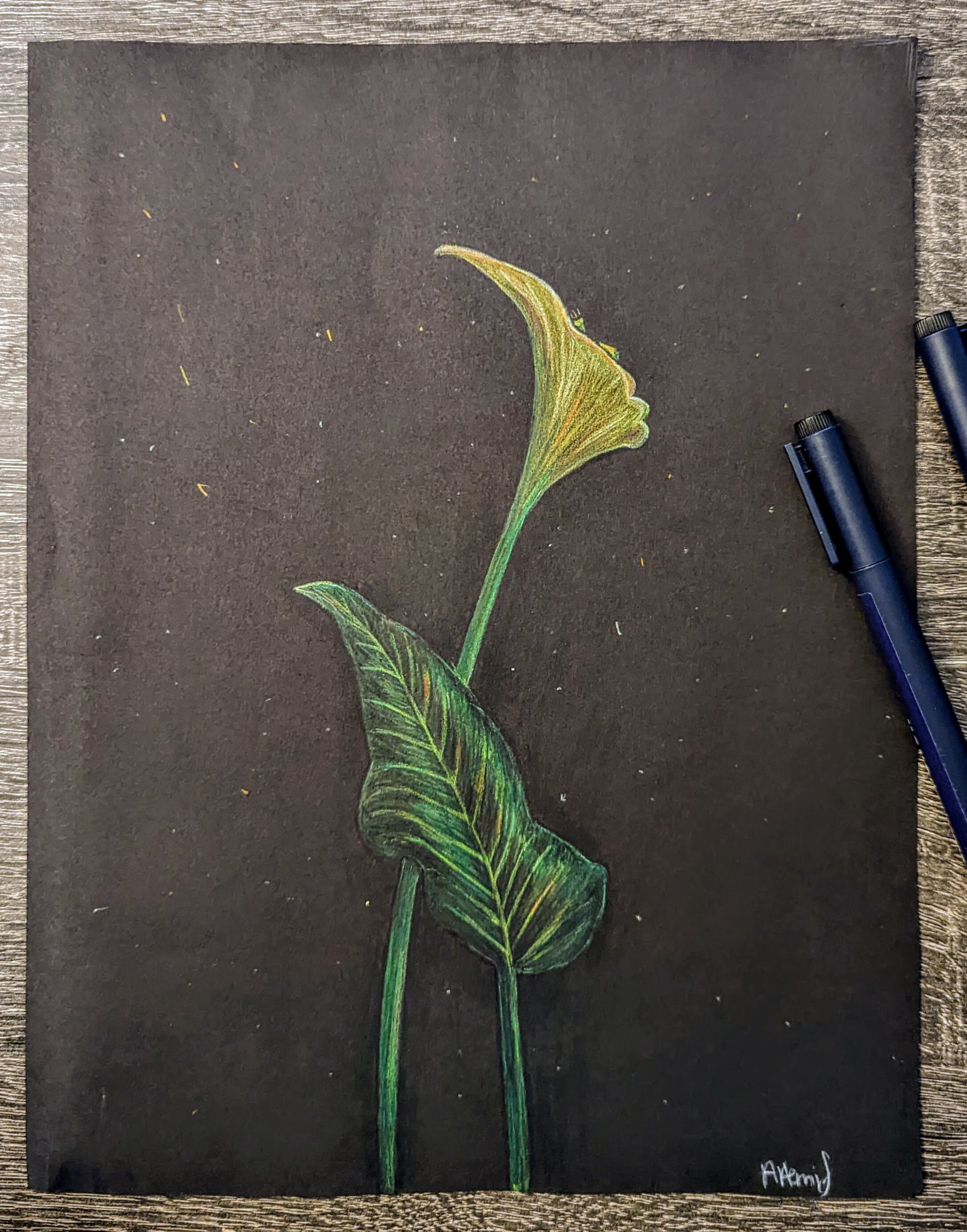 Moonflower Color Pencil Drawing Print, Hidden Image, Face in Flower ...