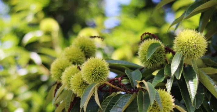 HYBRID Chestnut Tree. Limited Supply Order Now. Live Trees. Delicious ...