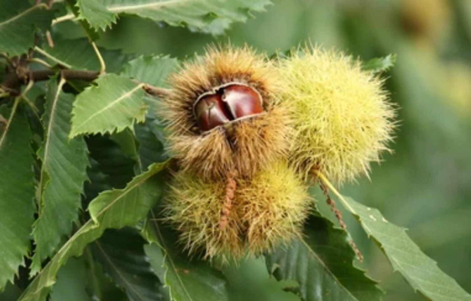 HYBRID Chestnut Tree. Limited Supply Order Now. Live Trees. Delicious ...