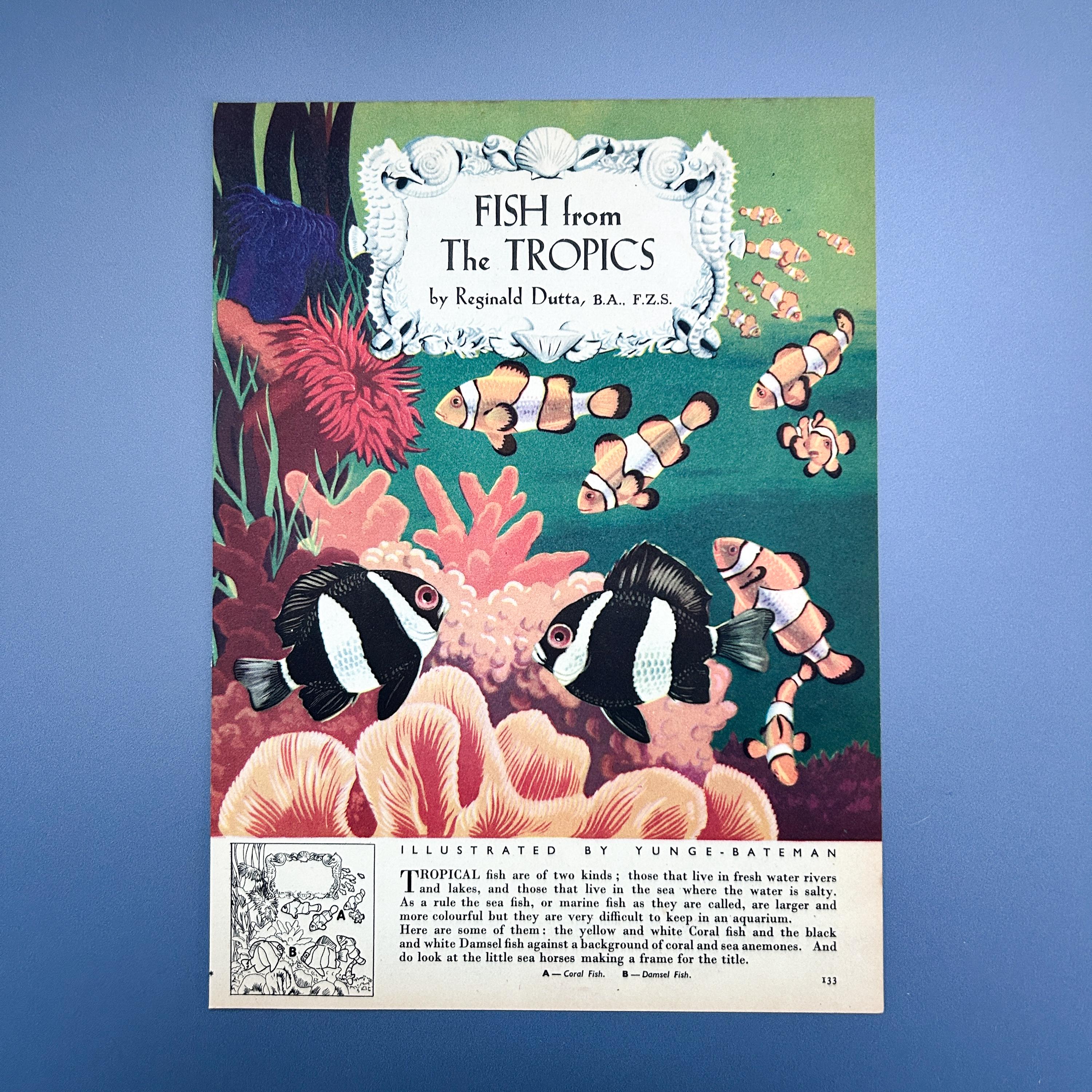 Vintage Nature Book Illustration Fish From the Tropics Coral Damsel ...