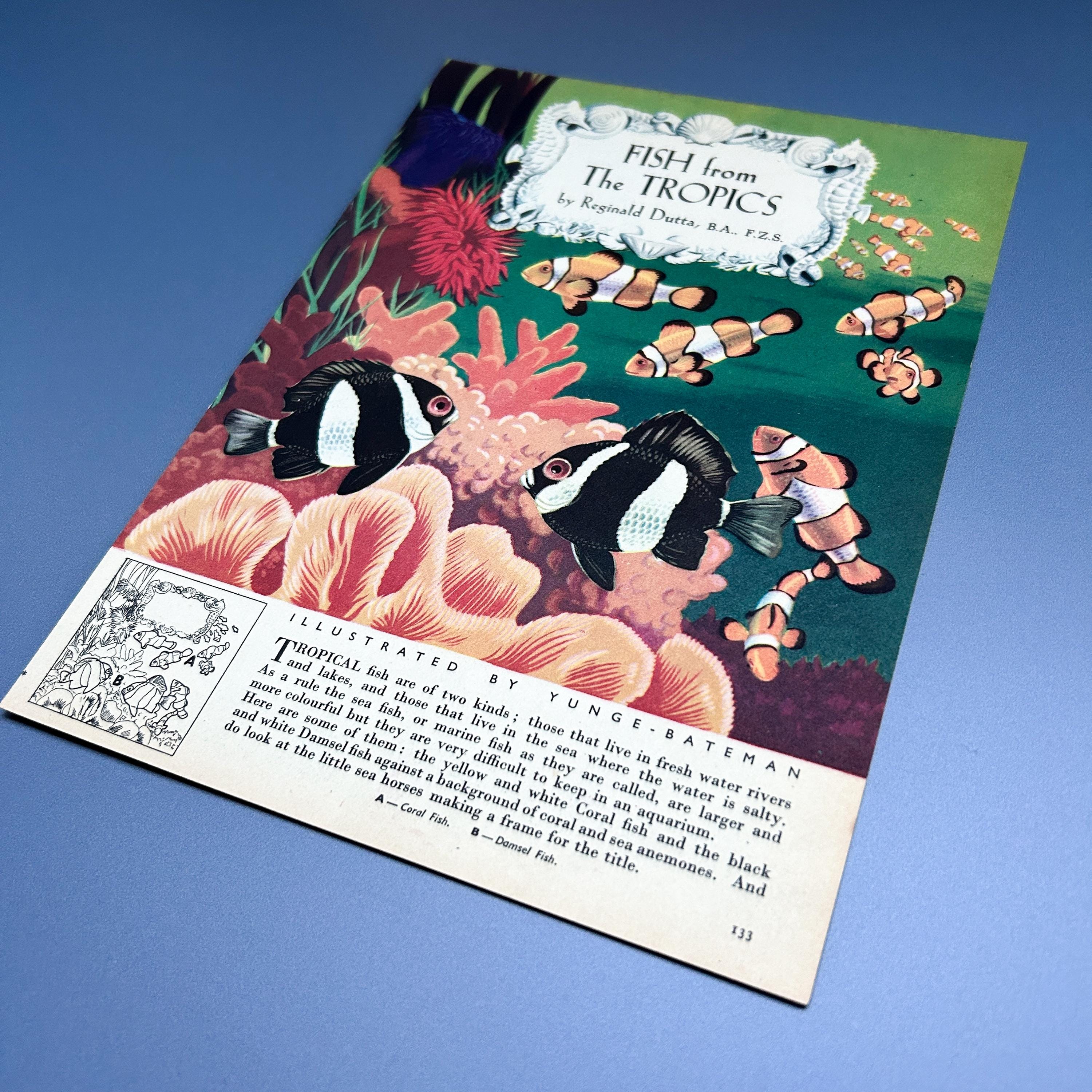 Vintage Nature Book Illustration Fish From the Tropics Coral Damsel ...