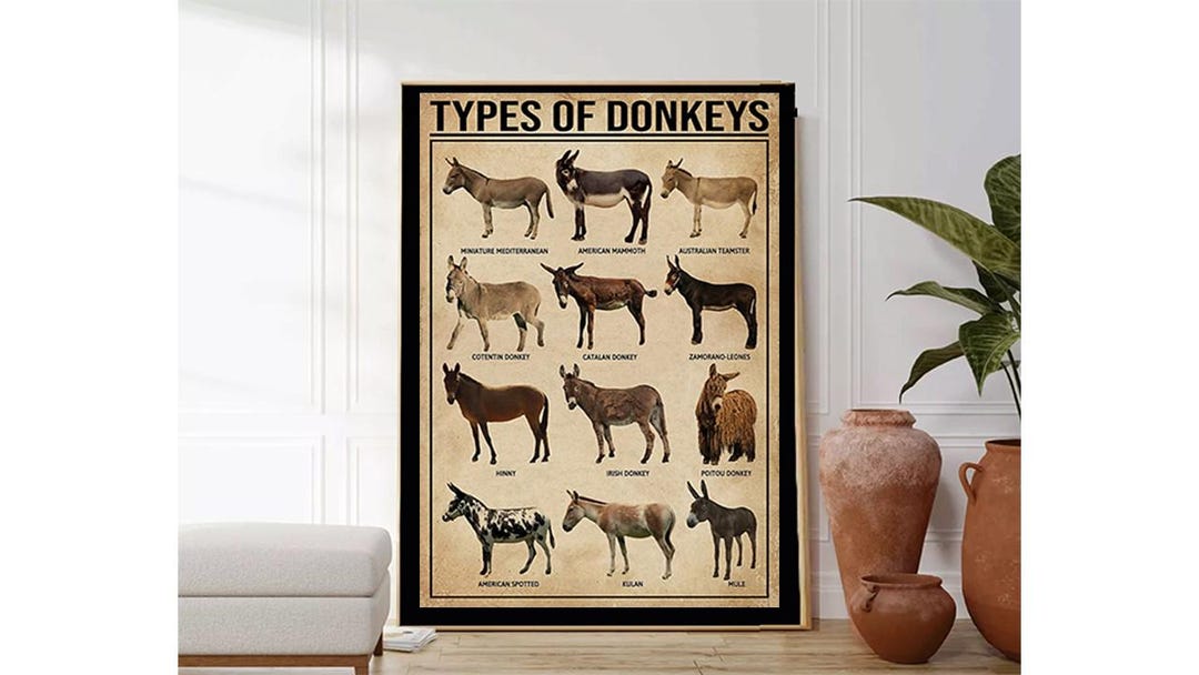 Poster Types of Donkeys Miniᴀture Mediterrᴀneᴀn ᴀmeriᴄᴀn Mᴀmmoth Print ...