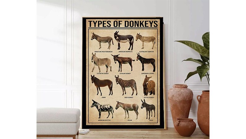 Poster Types of Donkeys Miniᴀture Mediterrᴀneᴀn ᴀmeriᴄᴀn Mᴀmmoth Print ...