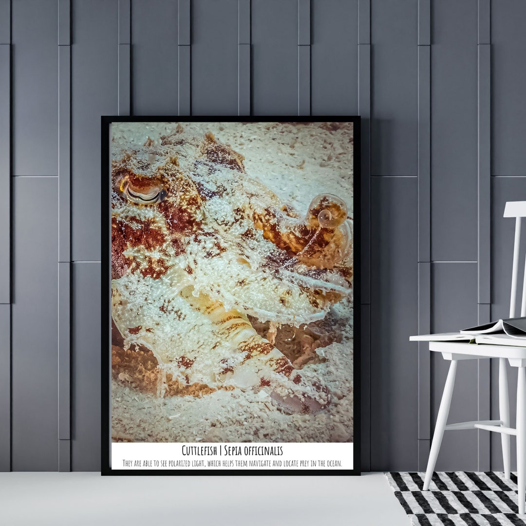 Sea Life Poster Ocean Photography Wall Art Underwater Hanging Wall Art ...