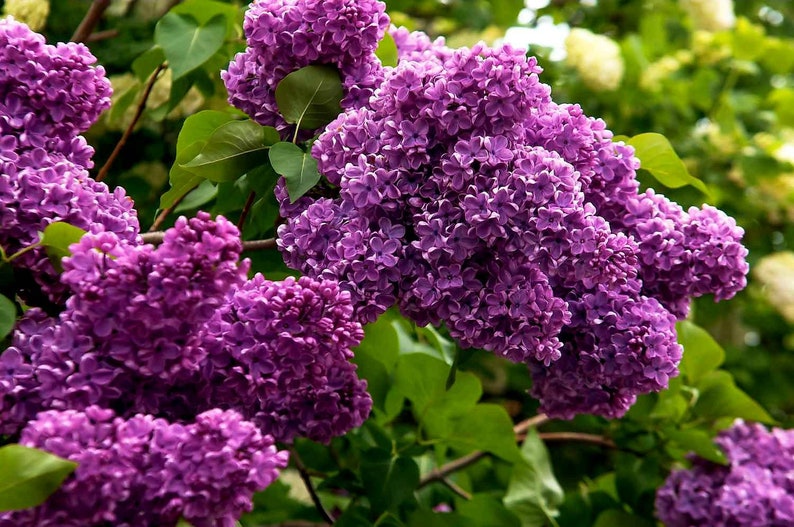Bulgarian Lilac Absolute | Syringa Vulgaris Extract for Natural ...