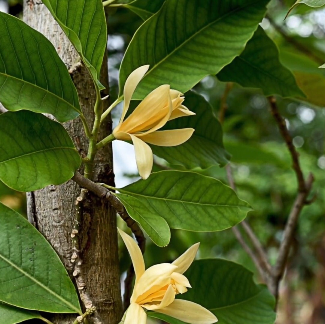 Red Champaca Absolute | Michelia Champaca Extract for Natural ...