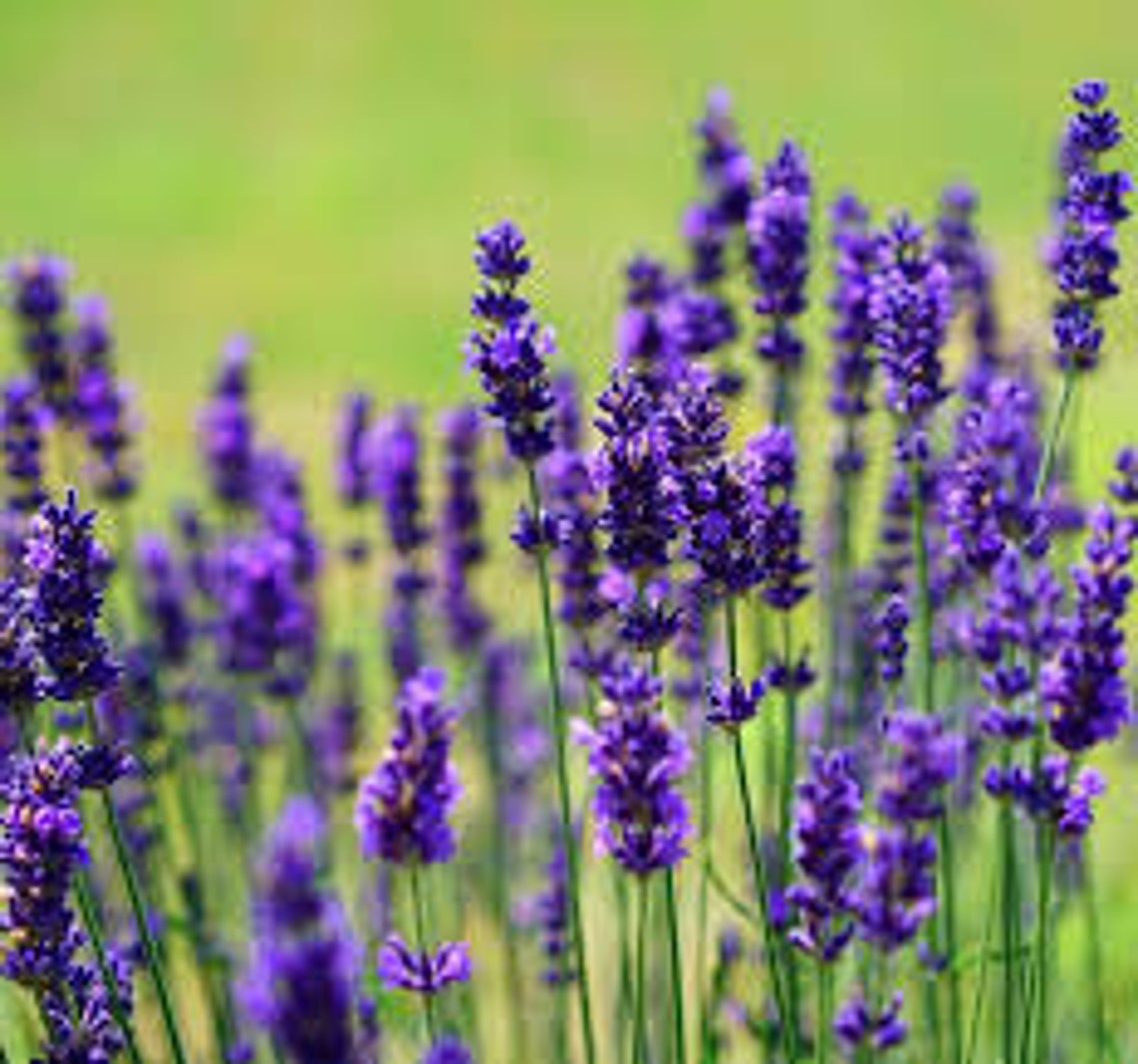 French Spike Lavender (lavandula Latifolia L.) Essential Oil 100% - Etsy