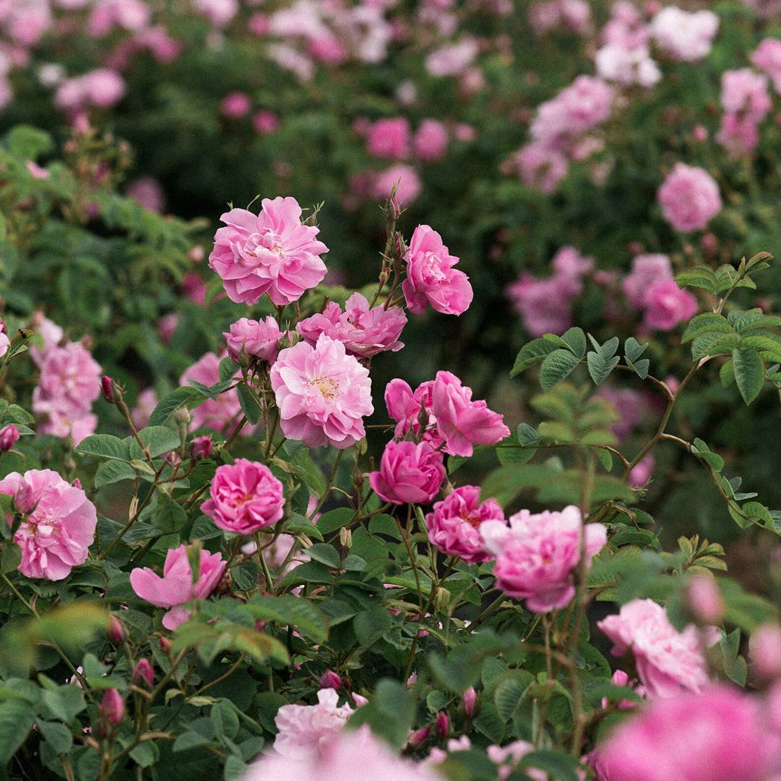 Rose De Mai (rosa Centifolia L.) Absolute Oil 100% - Etsy