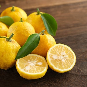 Yuzu (citrus Junos L. Peel Oil) 100% Essential Oil - Etsy