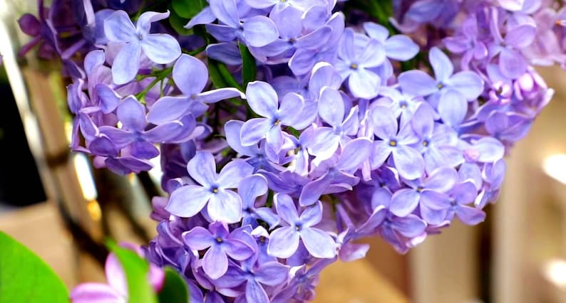 Bulgarian Lilac Absolute | Syringa Vulgaris Extract for Natural ...