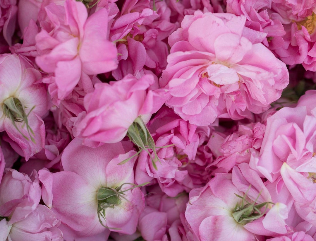 Rose De Mai (rosa Centifolia L.) Absolute Oil 100% - Etsy