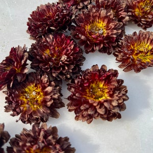20 Fall Color Dried Flower Heads Dry Flowers for Floral Crowns Wreaths ...