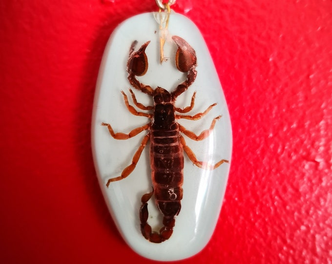 Authentic Moroccan Scorpion Key Rings in Resin - Etsy