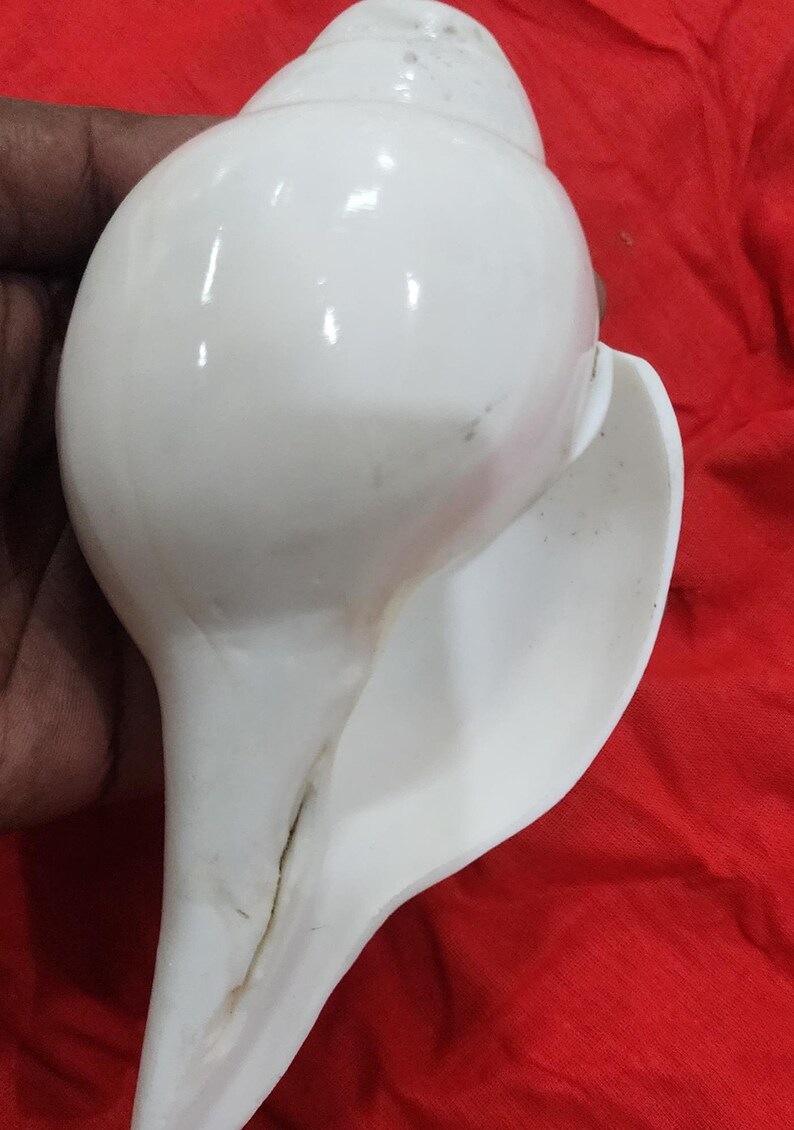 Sacred Blowing Shankh for Pooja 5 Inch 13cm | Natural Conch Shell ...
