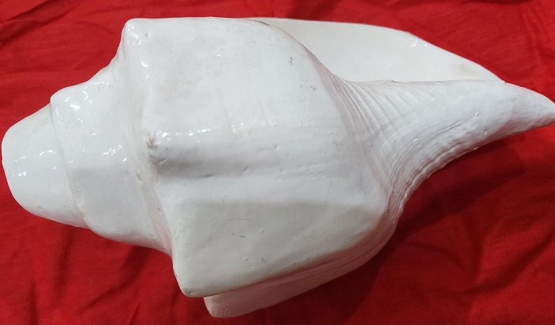 Sacred Pooja Shankh, Natural Conch Shell, Hindu Temple Shankh, Blowing ...