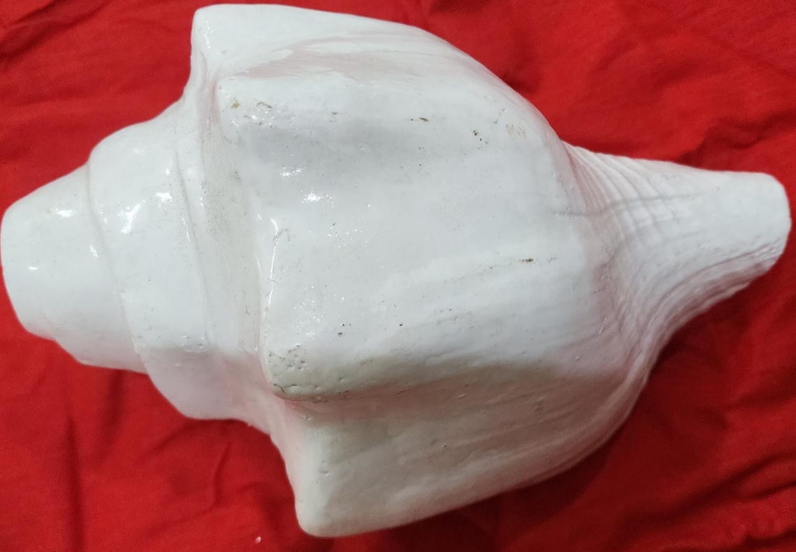 Sacred Pooja Shankh, Natural Conch Shell, Hindu Temple Shankh, Blowing ...