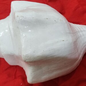 Sacred Pooja Shankh, Natural Conch Shell, Hindu Temple Shankh, Blowing ...