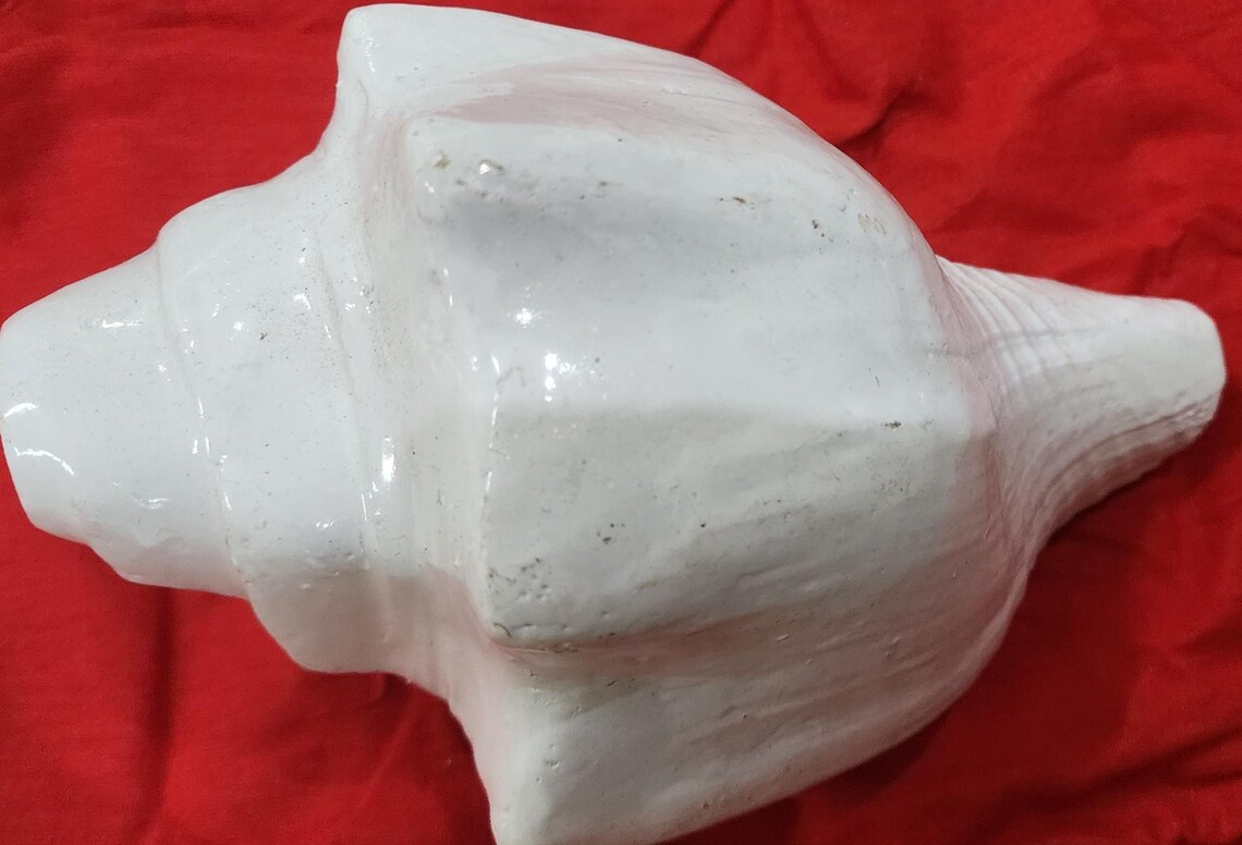 Sacred Pooja Shankh, Natural Conch Shell, Hindu Temple Shankh, Blowing ...
