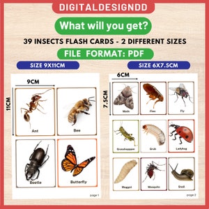 Printable Insect Flash Cards for Kids | Montessori Learning Cards ...