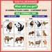 Animals Flash Cards Montessori Cards Preschool Education Flash Cards ...