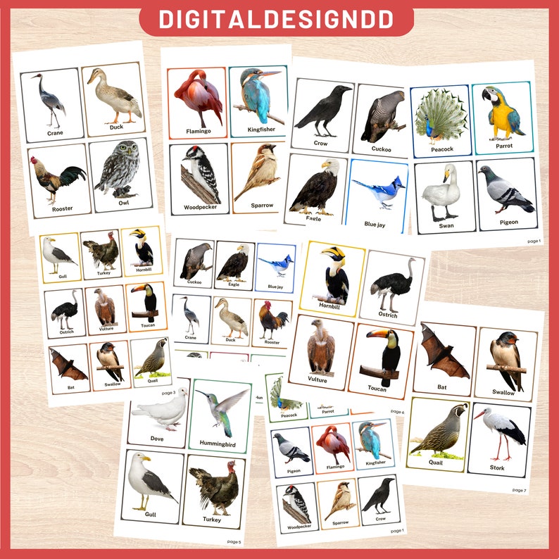 Birds Flash Cards Montessori Cards Preschool Education Flash Cards ...