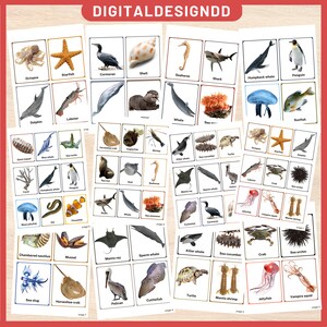Sea Animals Flash Cards Montessori Cards Preschool Education Sea ...
