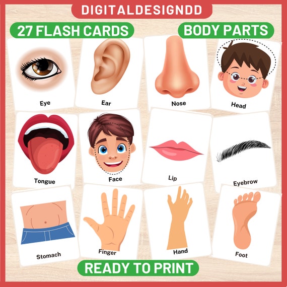 Body Parts Flash Cards For Toddlers