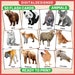 Animals Flash Cards Montessori Cards Preschool Education Flash Cards ...