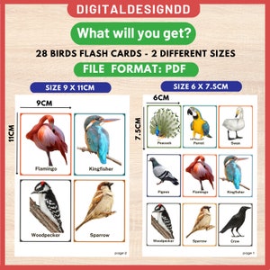 Birds Flash Cards Montessori Cards Preschool Education Flash Cards ...