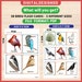 Birds Flash Cards Montessori Cards Preschool Education Flash Cards ...