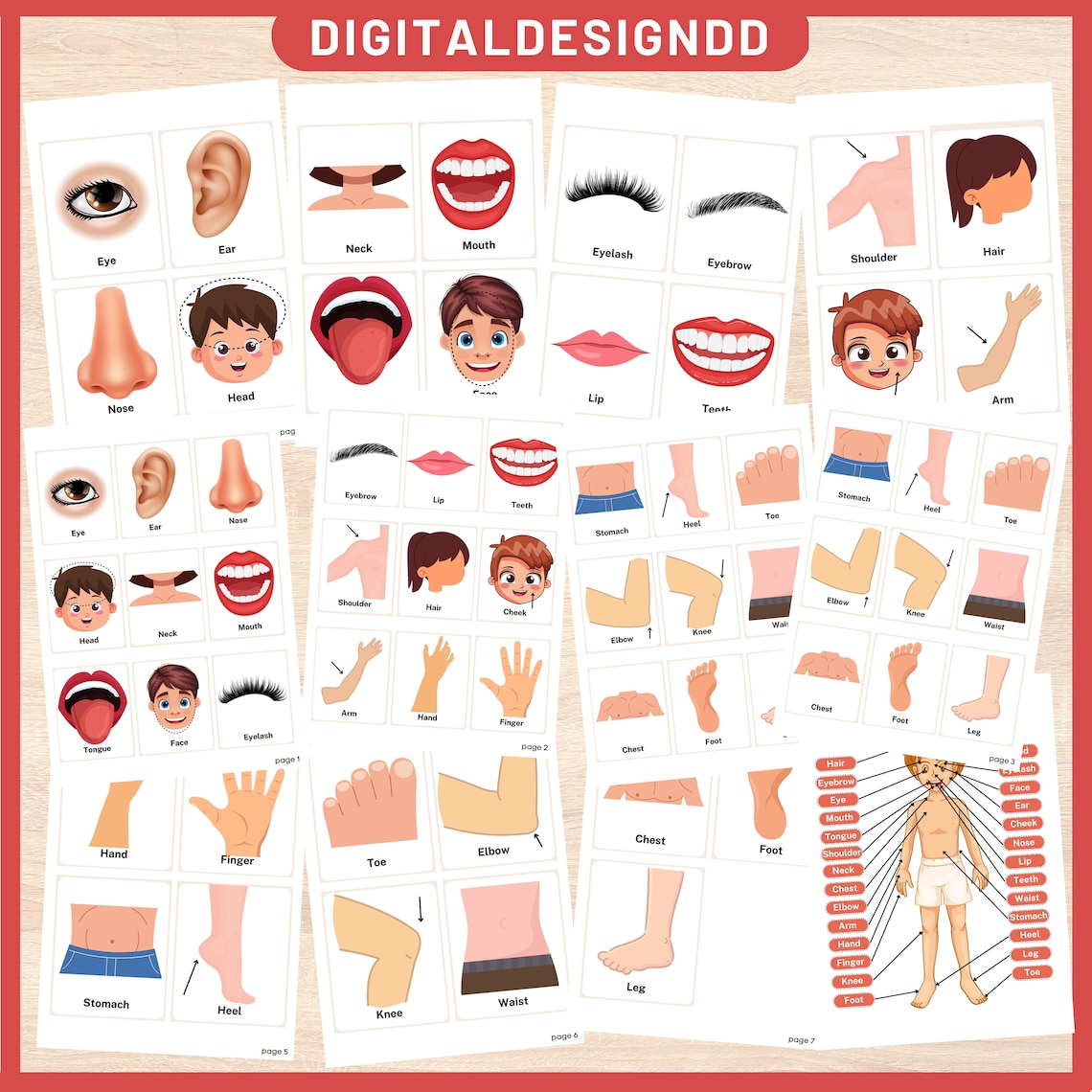 Body Parts Flash Cards: Montessori Preschool Education (printable) - Etsy