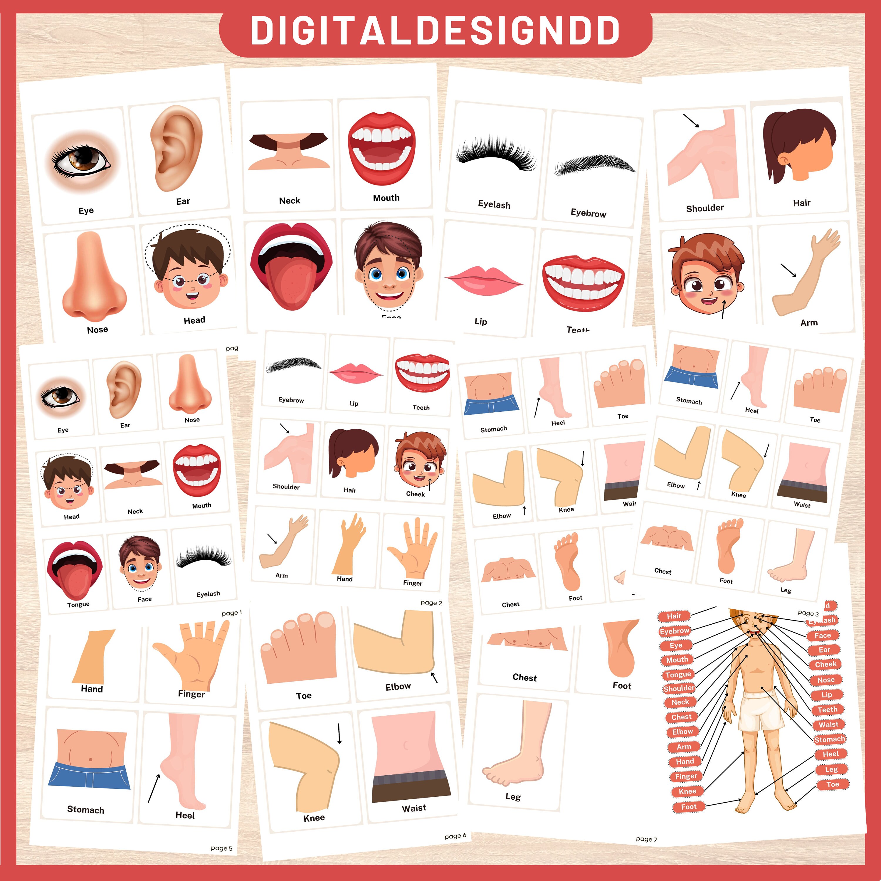 Body Parts Flash Cards: Montessori Preschool Education (printable) - Etsy