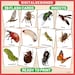 Printable Insect Flash Cards for Kids | Montessori Learning Cards ...