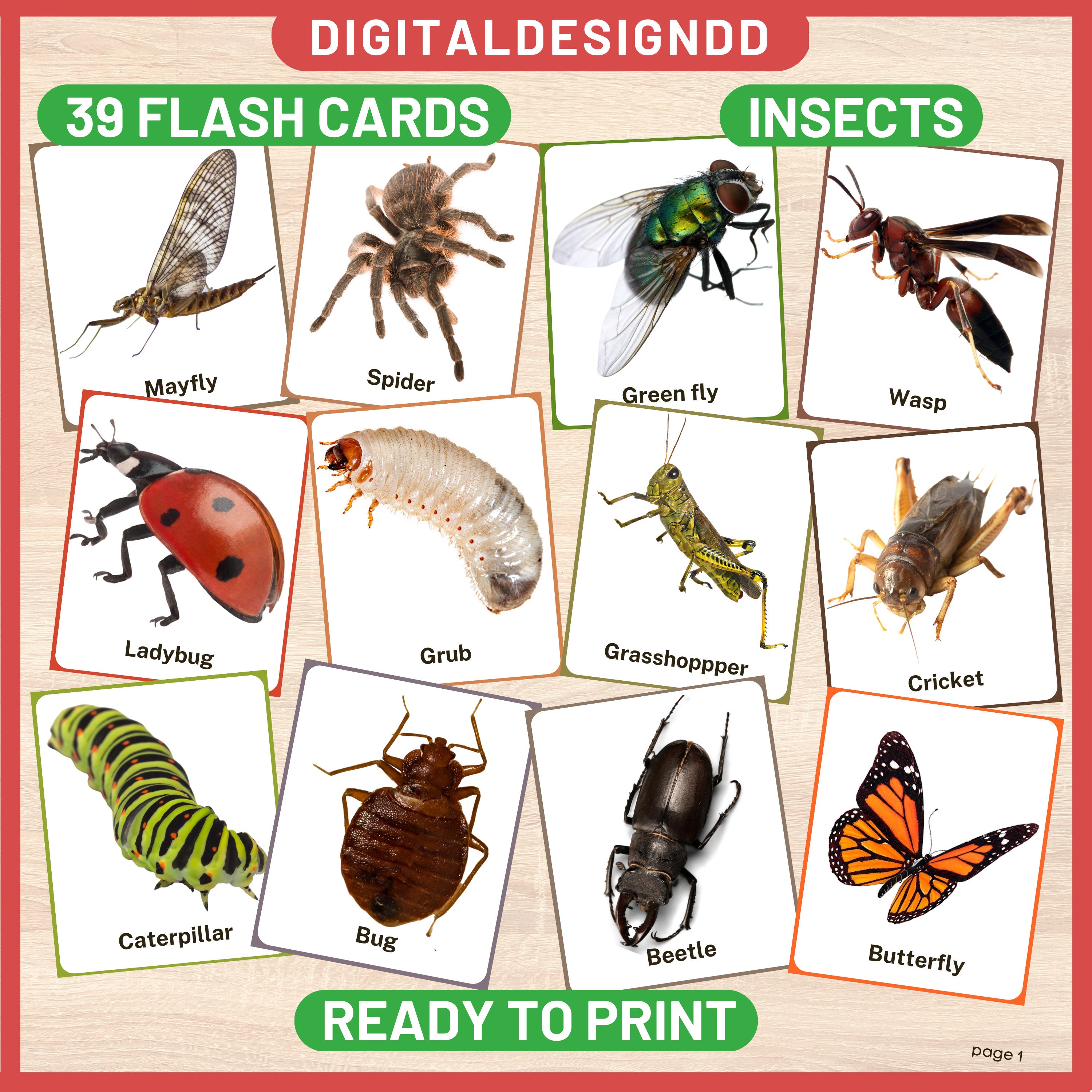 Printable Insect Flash Cards for Kids | Montessori Learning Cards ...